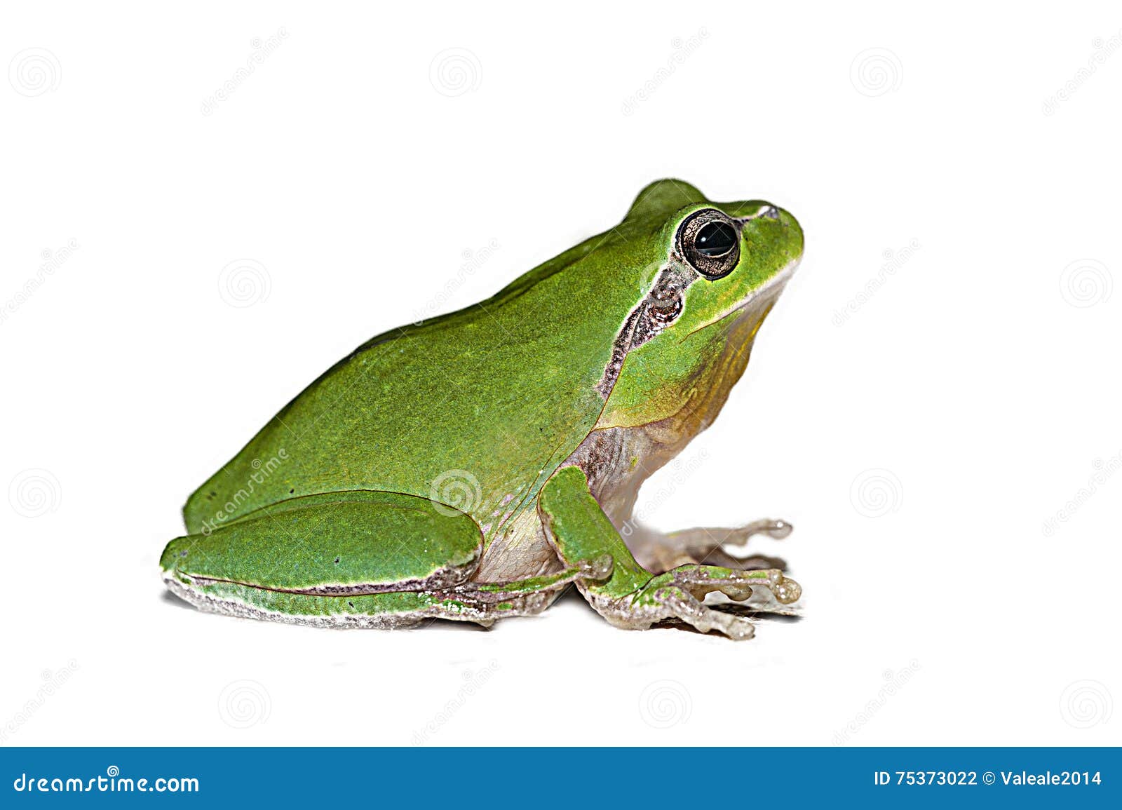 Frog on white background stock photo. Image of reptile - 75373022