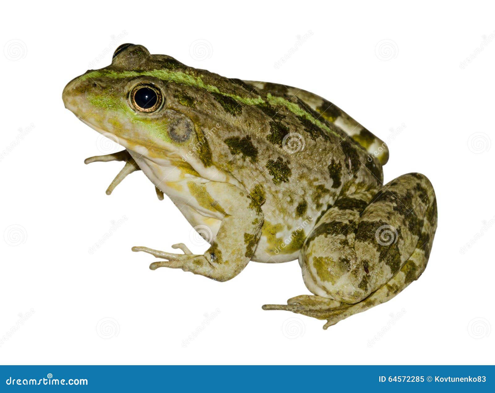 Frog on a white background stock image. Image of nature - 64572285