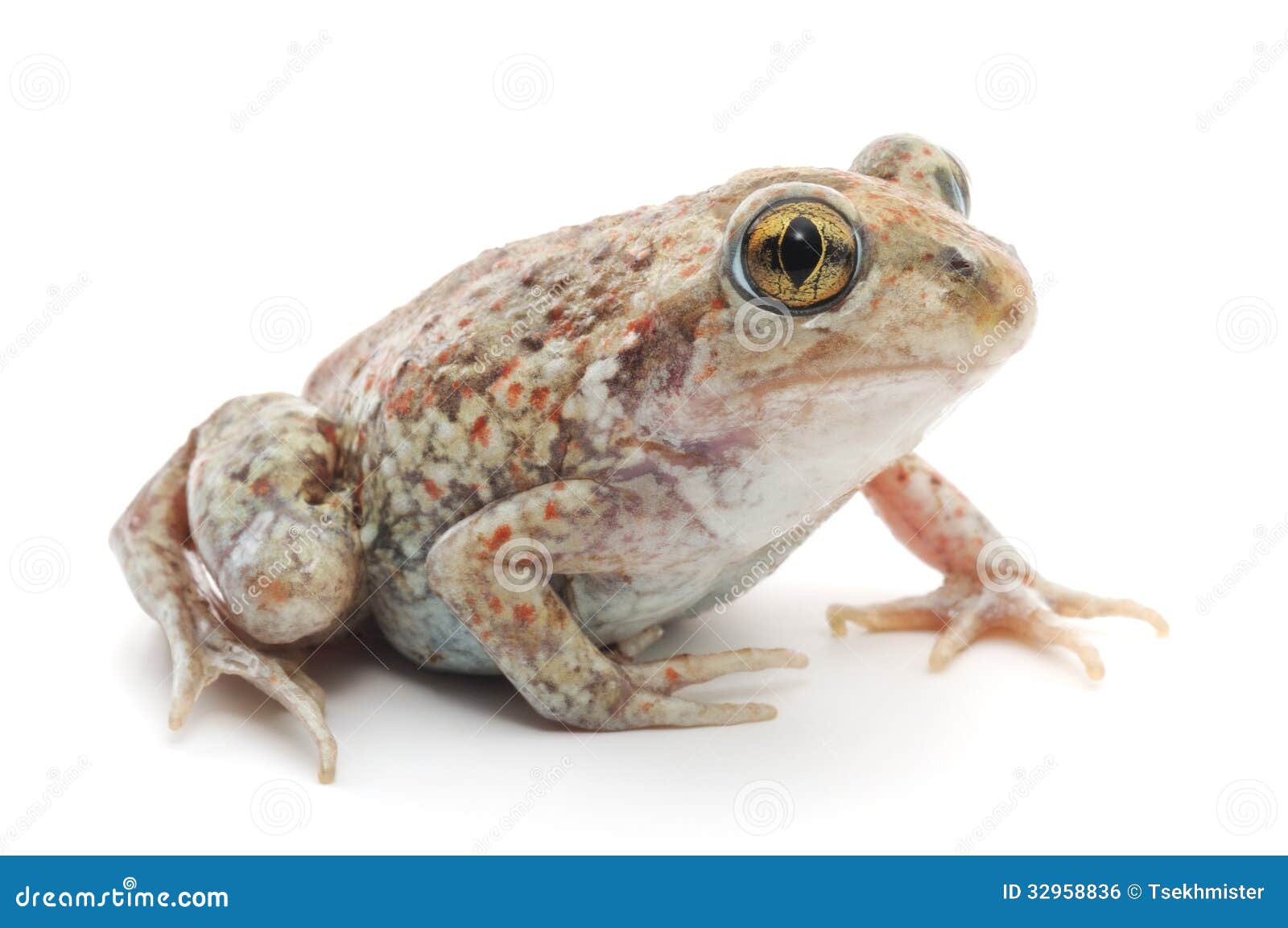 Frog on white stock photo. Image of white, wild, amphibians - 32958836