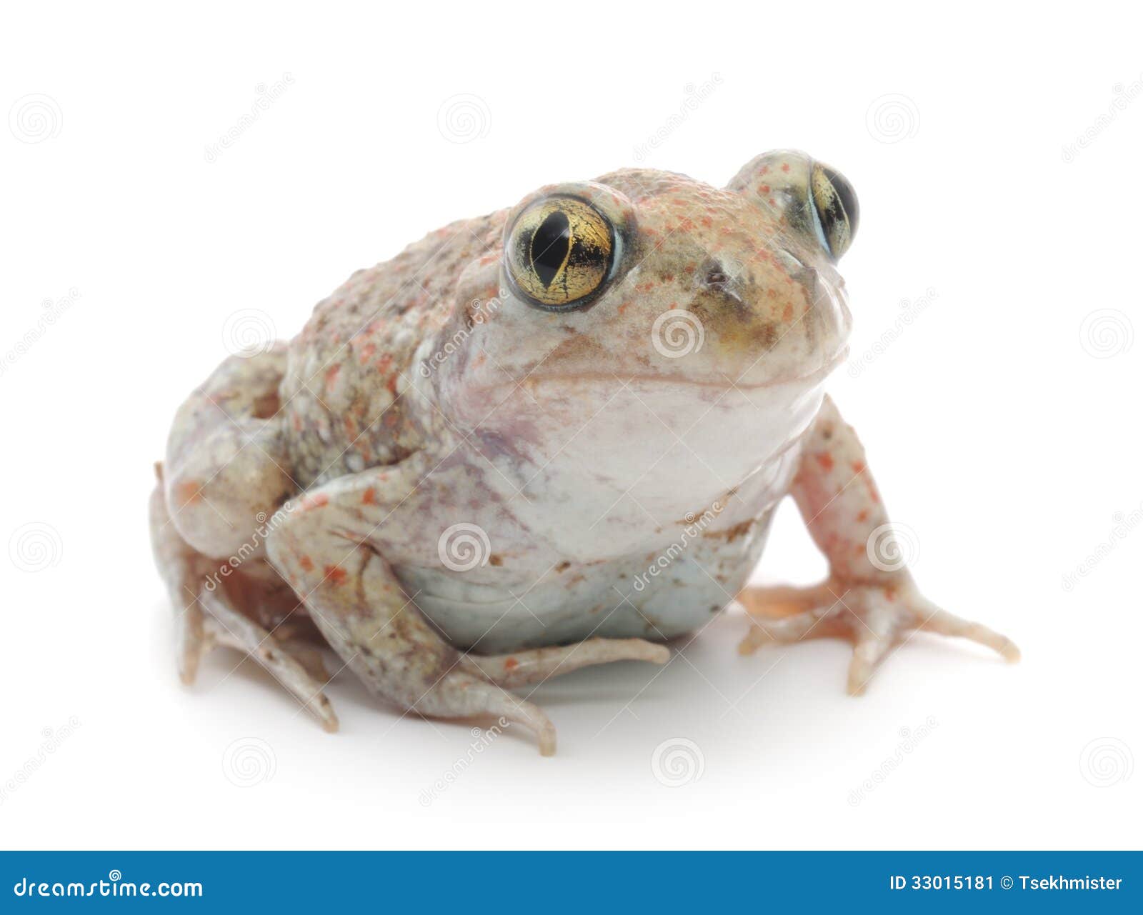 Frog on white stock image. Image of macro, animals, brown - 33015181