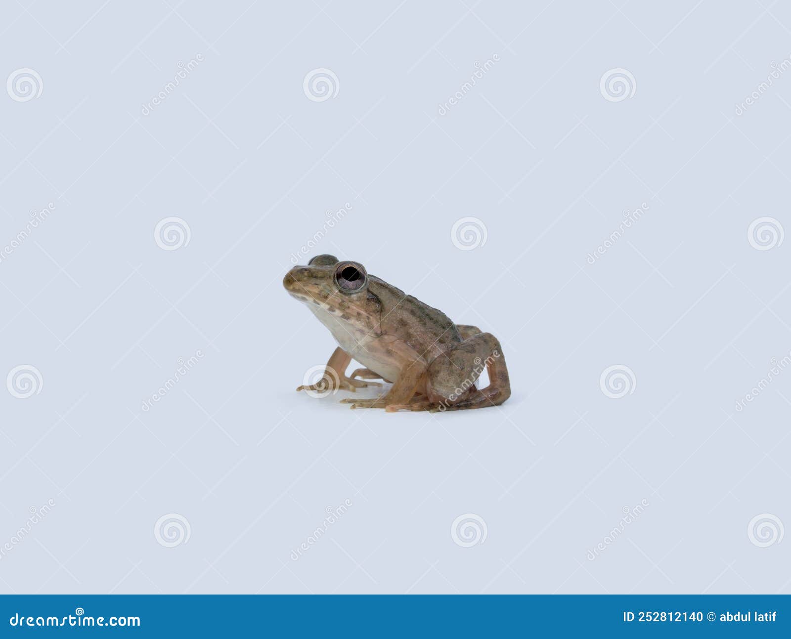 A Frog on the White Pedestal from Side View Stock Photo - Image of ...
