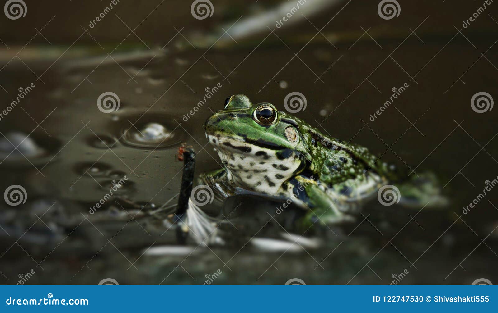 The Frog Who Hunting for Ant Stock Photo - Image of hunting, frog ...