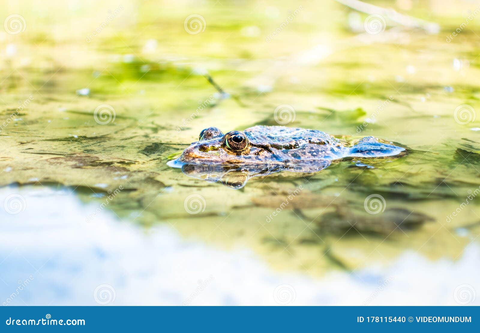 Frog Lying Down in Water in the Wild Stock Photo - Image of lying ...