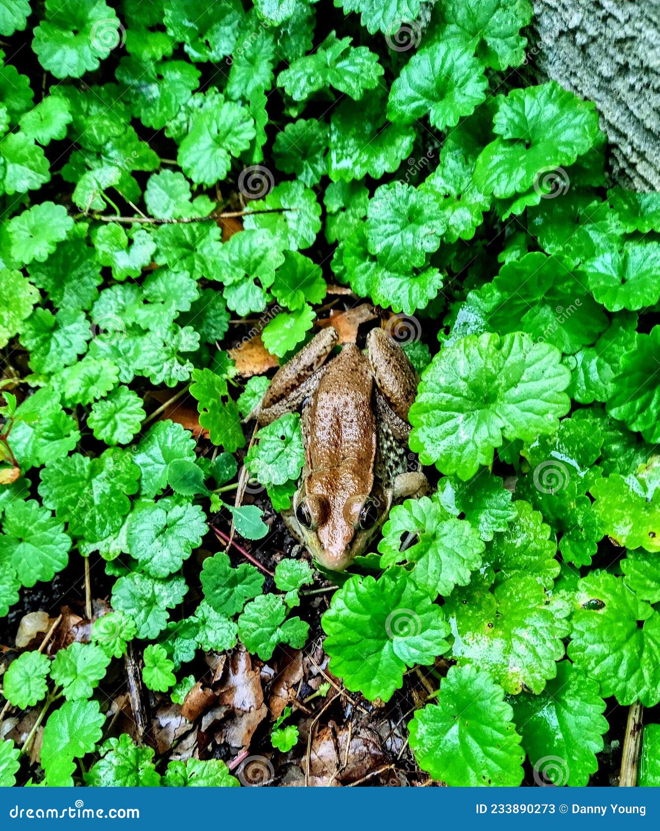 Frog in the wild stock image. Image of woodland, produce - 233890273