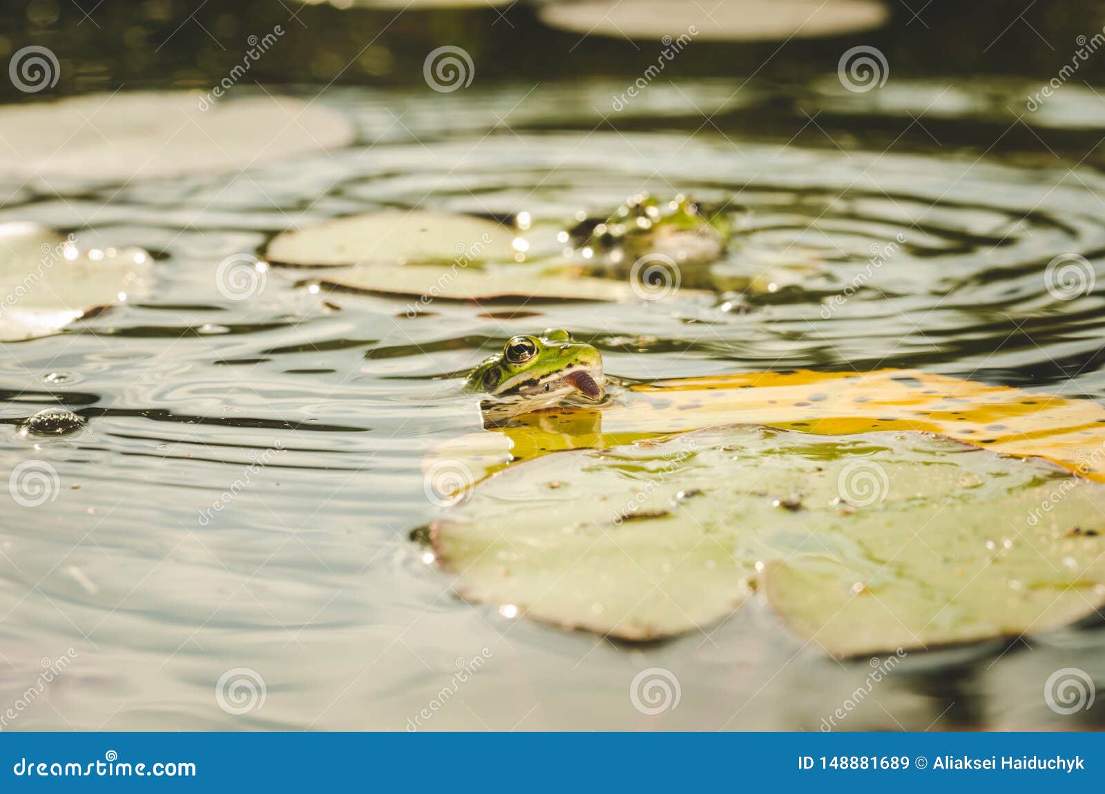 Frog. Wild Nature. Frogs in the Swamp Stock Image - Image of funny ...
