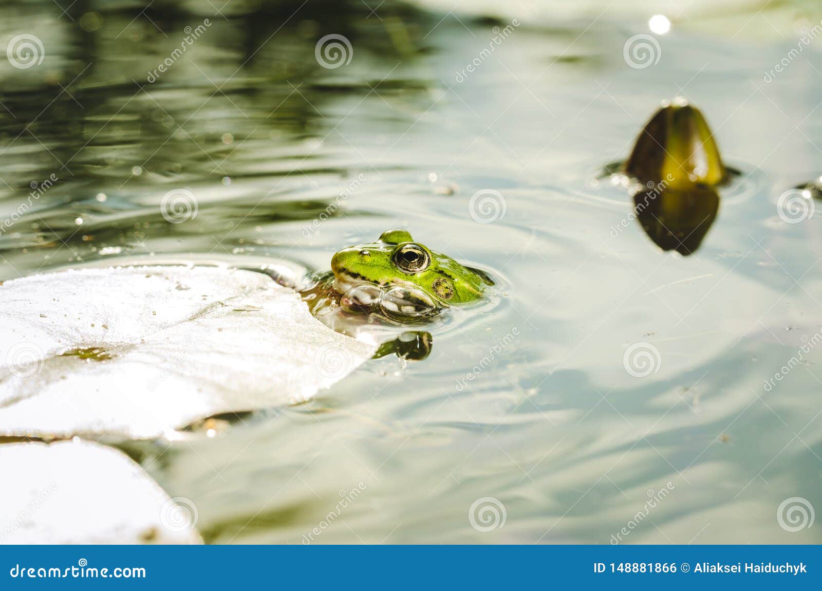 Frog. Wild Nature. Frogs in the Swamp Stock Photo - Image of beautiful ...