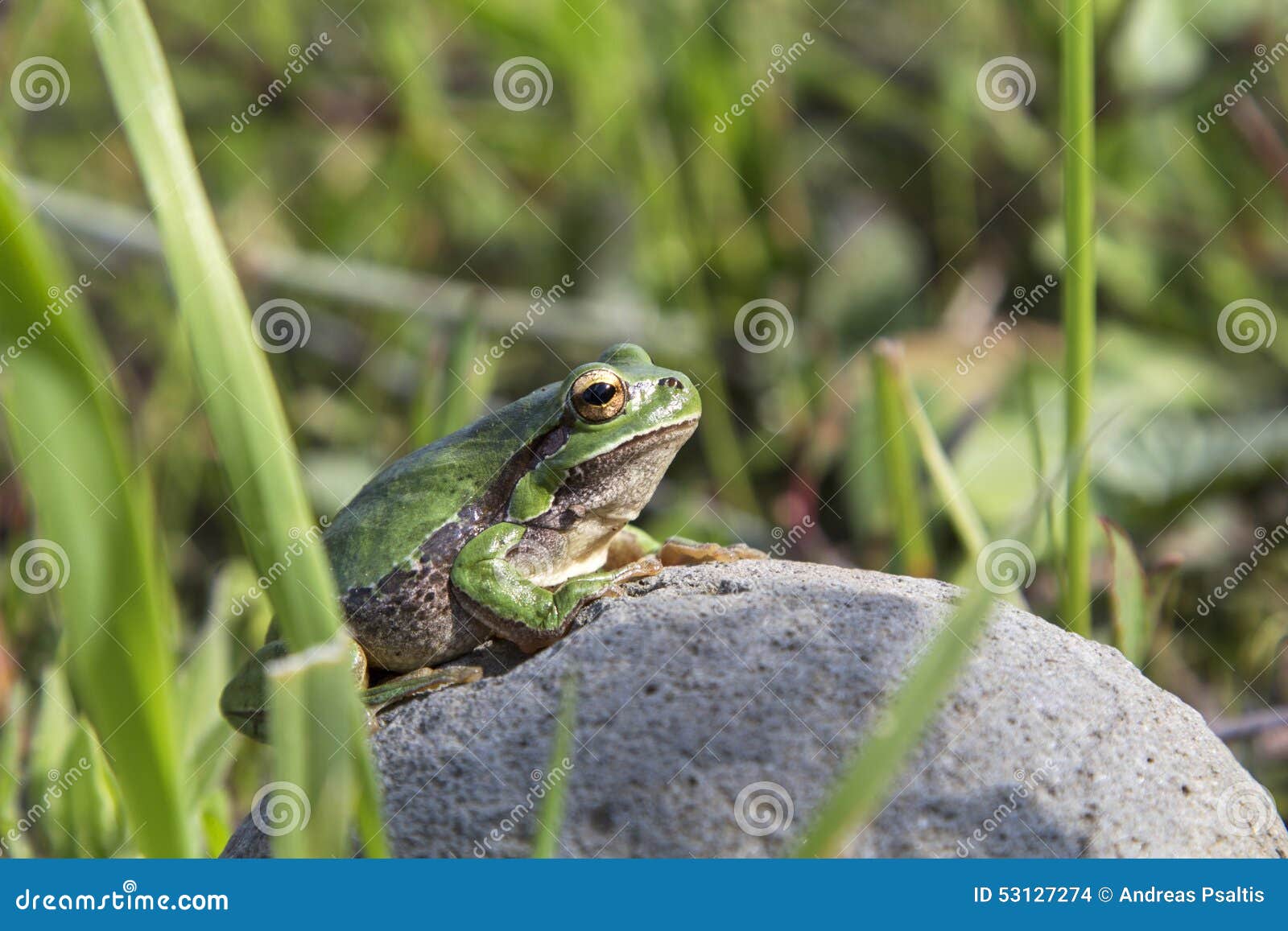 Frog stock photo. Image of rock, wildlife, greenfrog - 53127274
