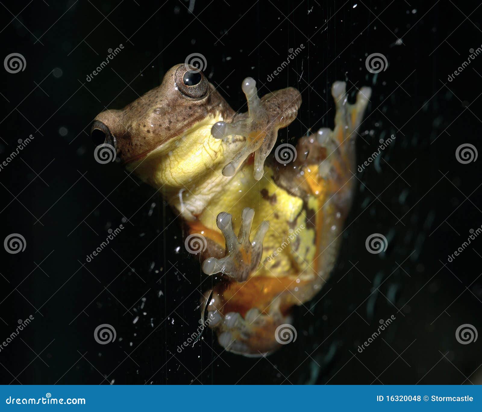 Frog at window stock photo. Image of amphibian, animal - 16320048