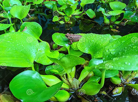 Frog winter ngok stock image. Image of grass, ngok, flower - 261778839