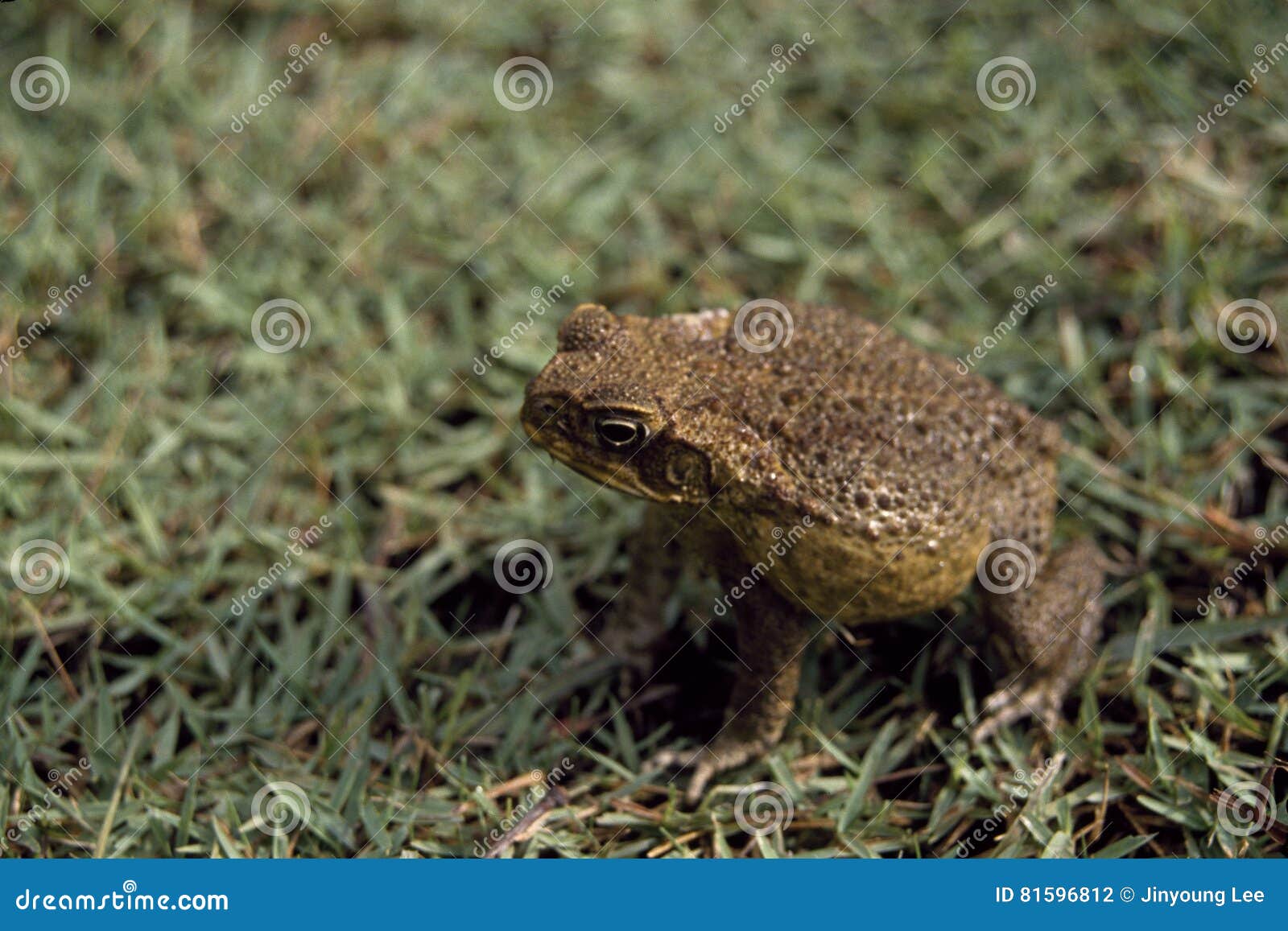 Frog stock photo. Image of working, moor, field, herpetology - 81596812