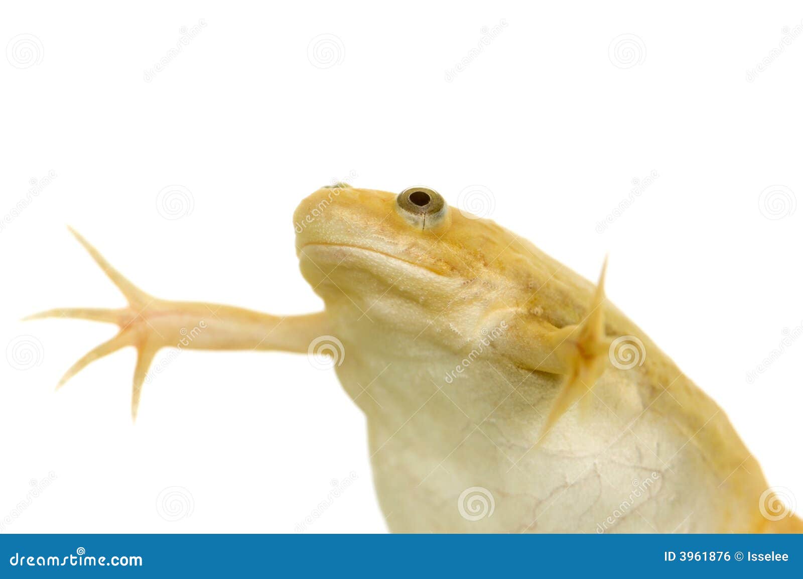 Frog - Xenopus laevis stock photo. Image of humidity, frog - 3961876
