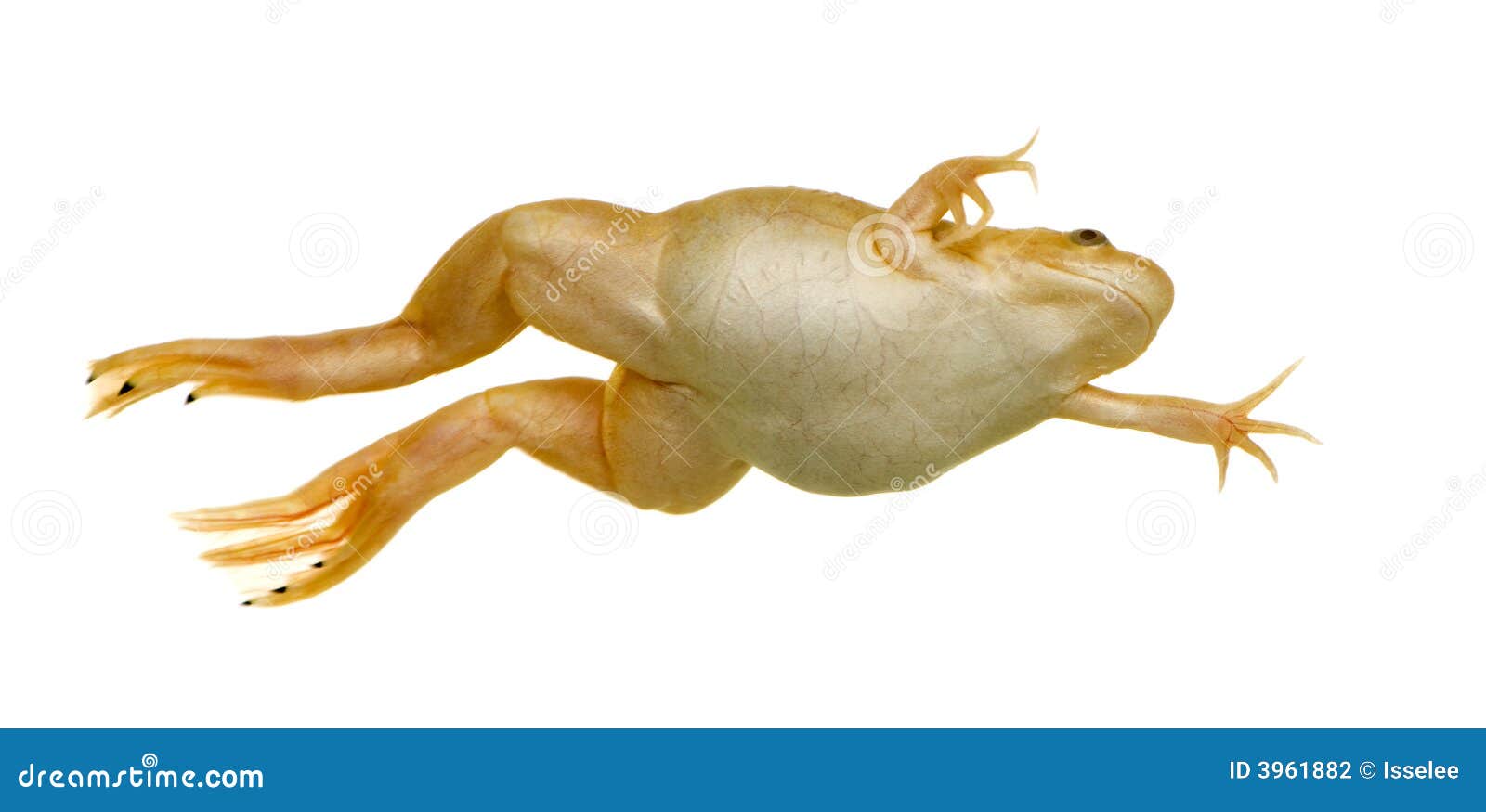 Xenopus Laevis (African Clawed Frog) Royalty-Free Stock Photo ...