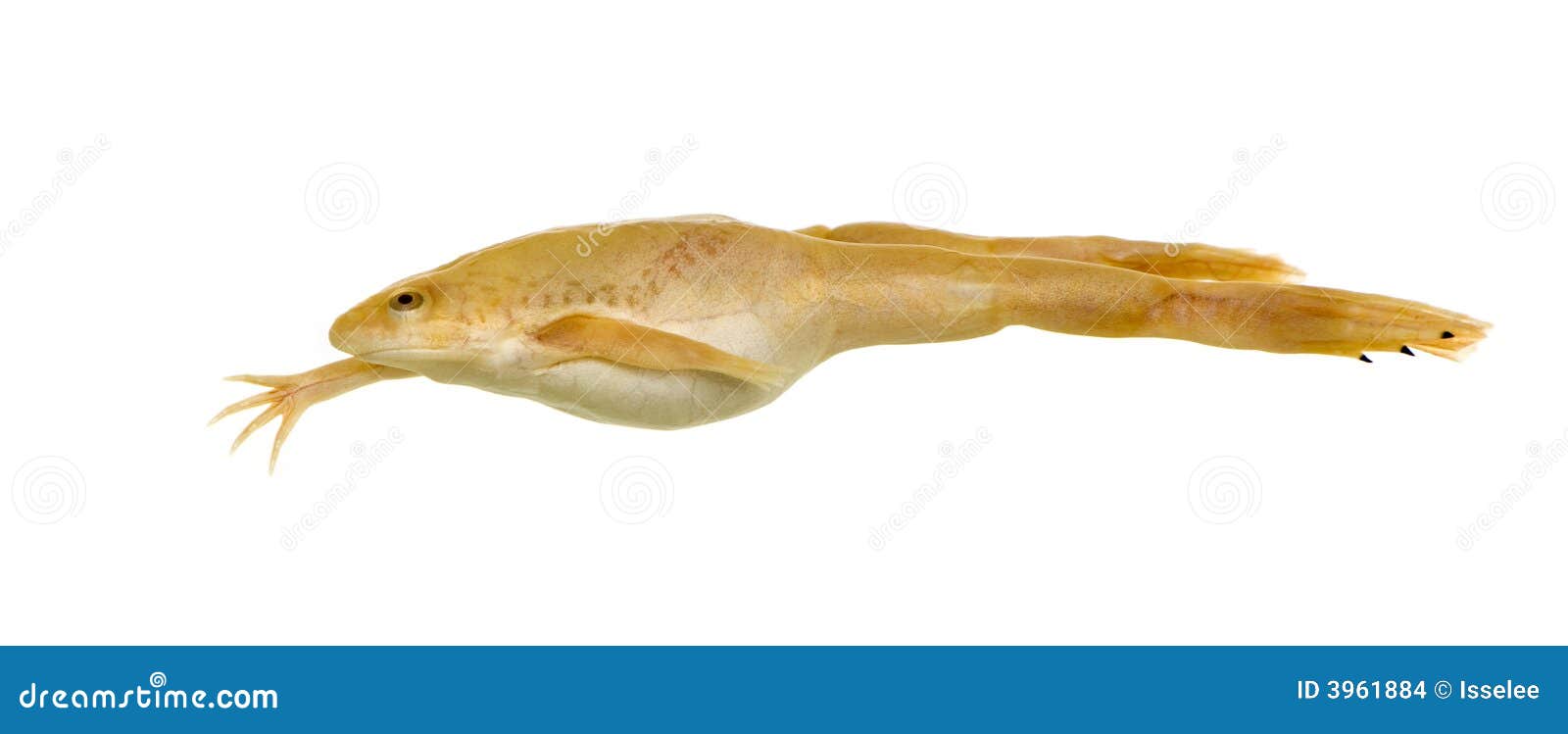 Xenopus Laevis (African Clawed Frog) Royalty-Free Stock Photo ...