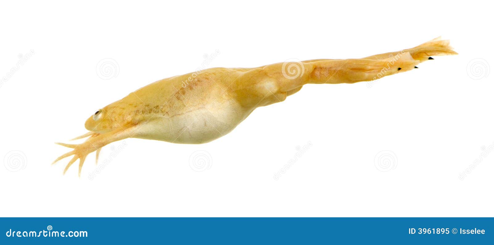 Xenopus Laevis (African Clawed Frog) Royalty-Free Stock Photo ...