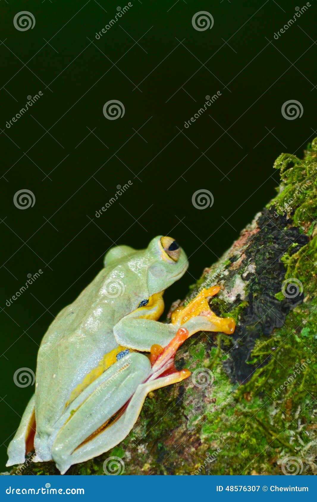Frog stock image. Image of themes, full, color, moss - 48576307