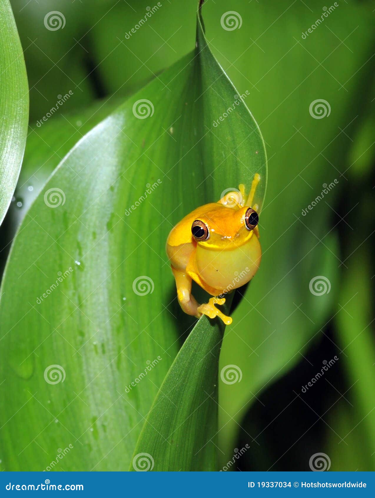 Frog,yellow Hourglass Tree Frog,costa Rica Stock Photo - Image of ...