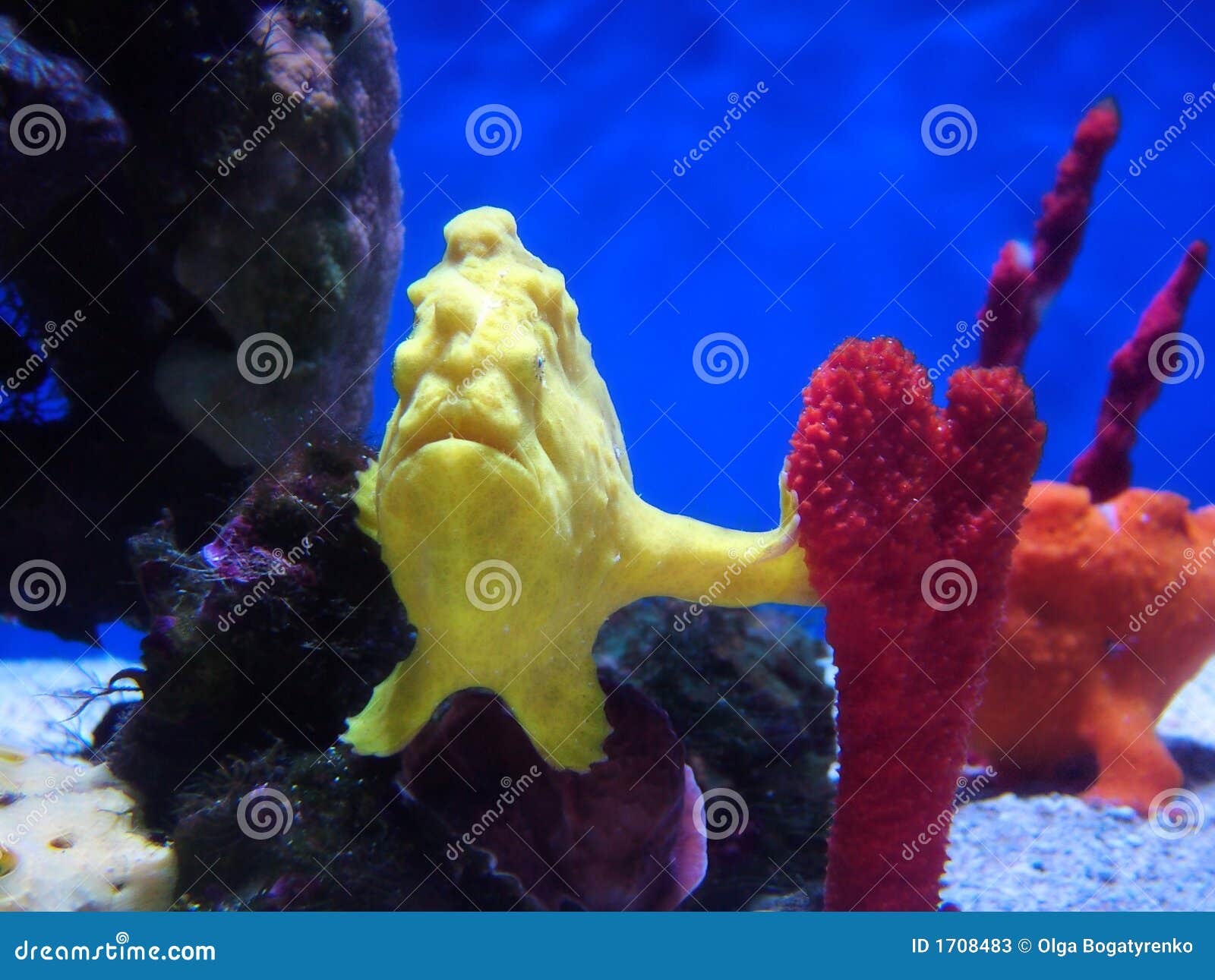 Frogfish stock image. Image of imitate, underwater, yellow - 1708483