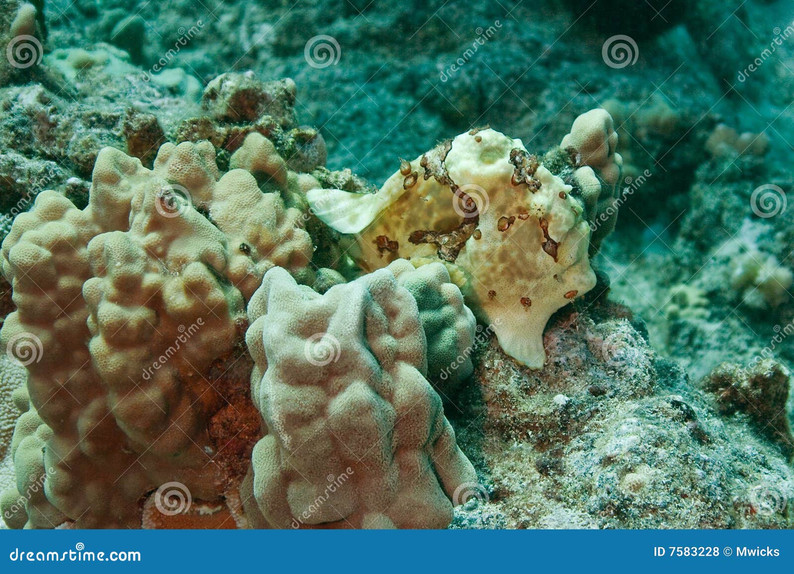 Frogfish stock photo. Image of coral, frogfish, scuba - 7583228