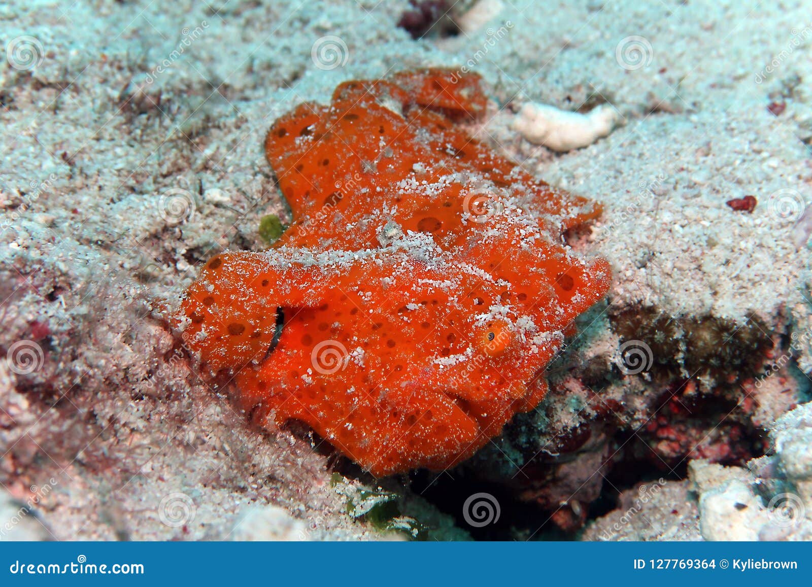 Frogfish-Angler-Fische Orange Underwater Stockfoto - Bild von ruhig ...