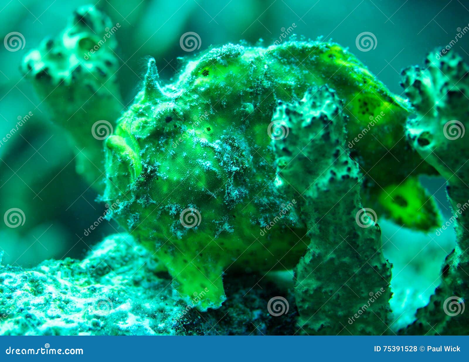Green Frogfish Stock Photos - Free & Royalty-Free Stock Photos from ...