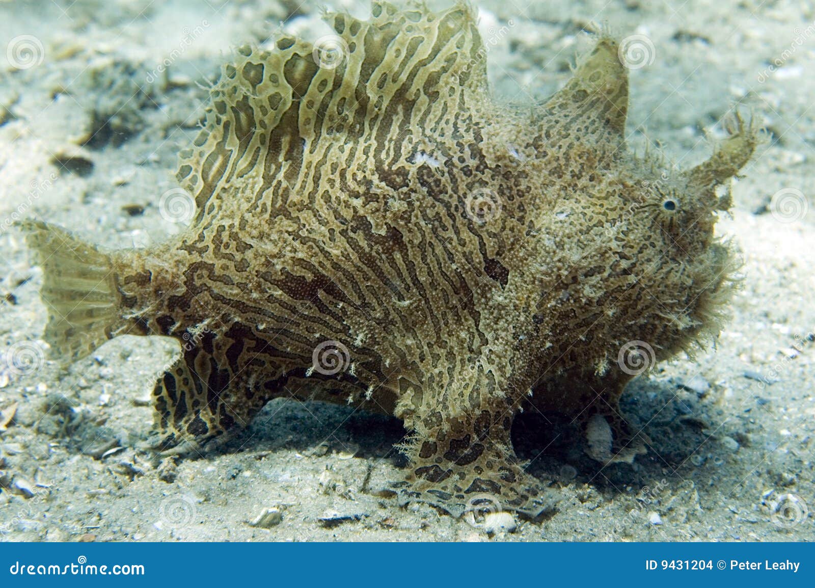 Frogfish estriado foto de archivo. Imagen de vida, pescados - 9431204