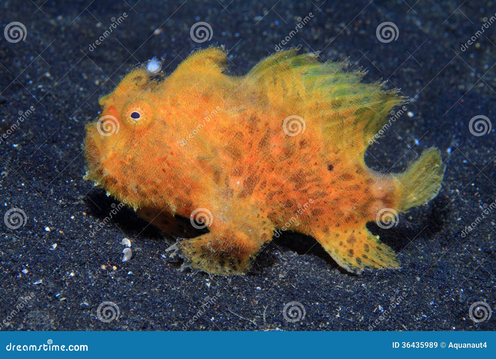 Hairy Angler Fish