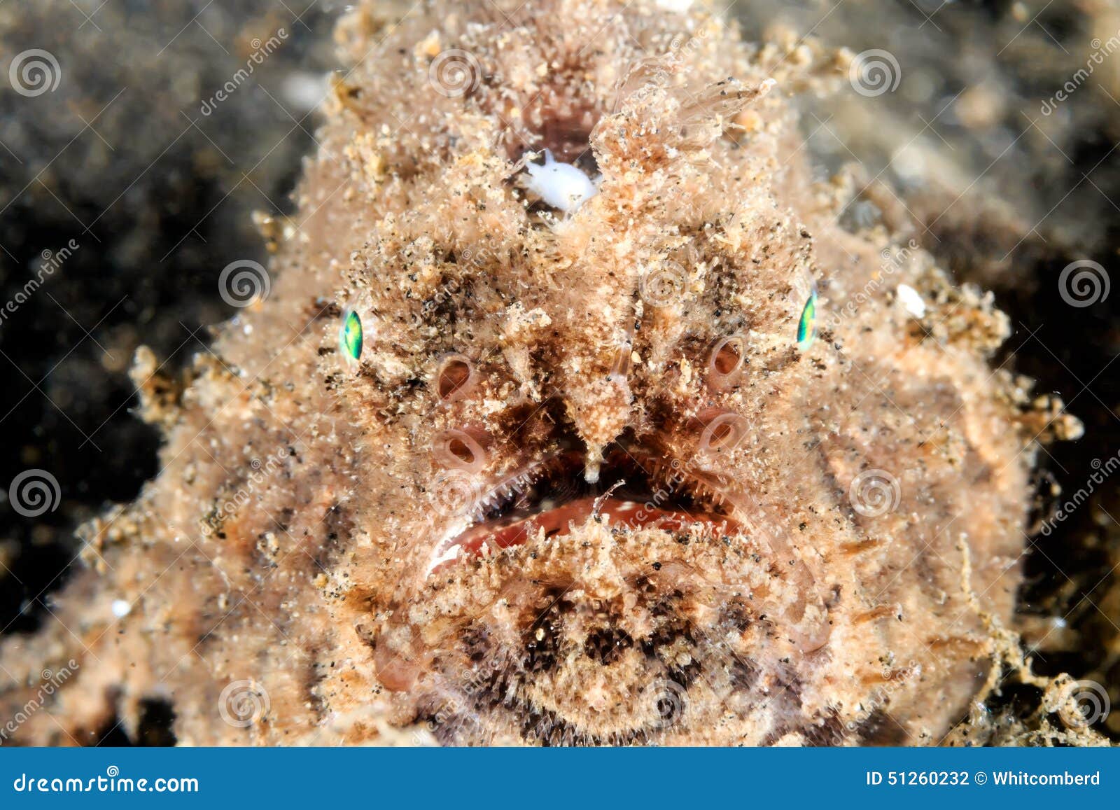Hispid Frogfish Antennarius Hispidus Royalty-Free Stock Photo ...