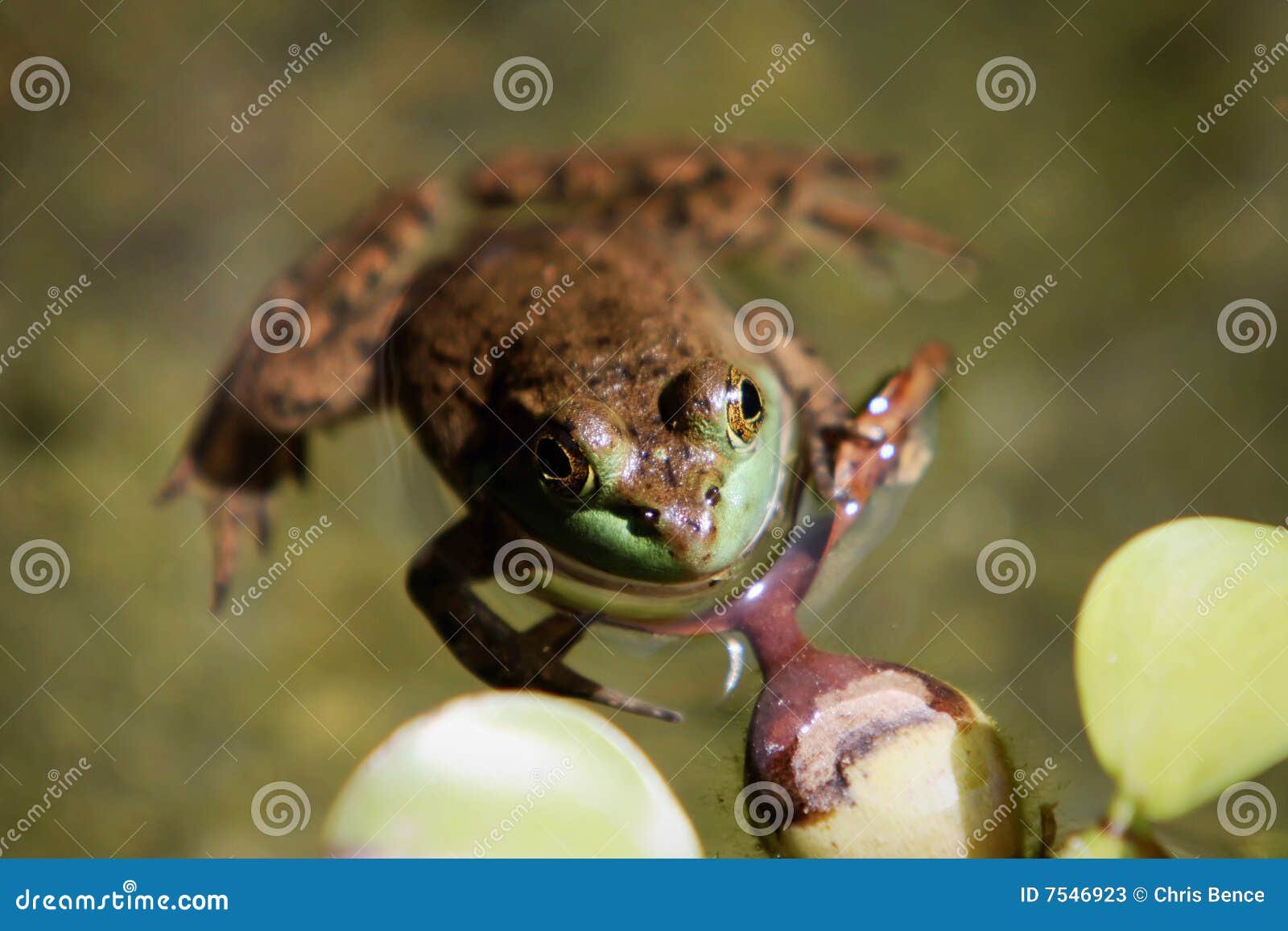 Frogger stock image. Image of animal, toad, darling, tree - 7546923