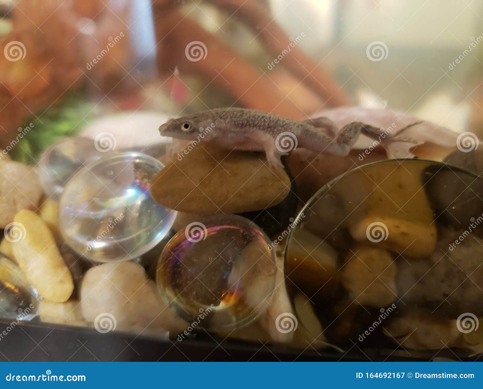 Frogger stock image. Image of frogrock, frog, 23frogger - 164692167