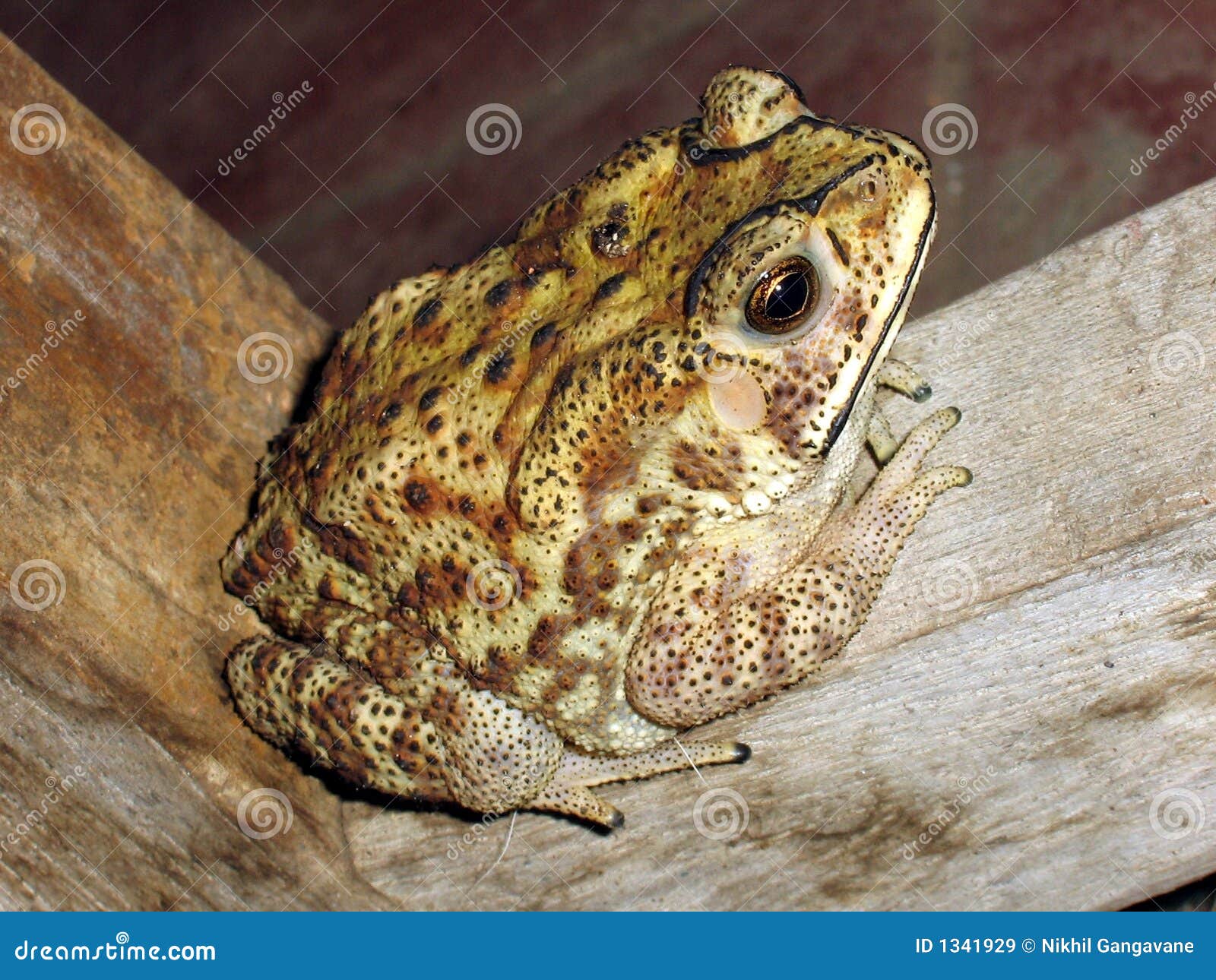 Froggie solo immagine stock. Immagine di pioggia, anfibio - 1341929