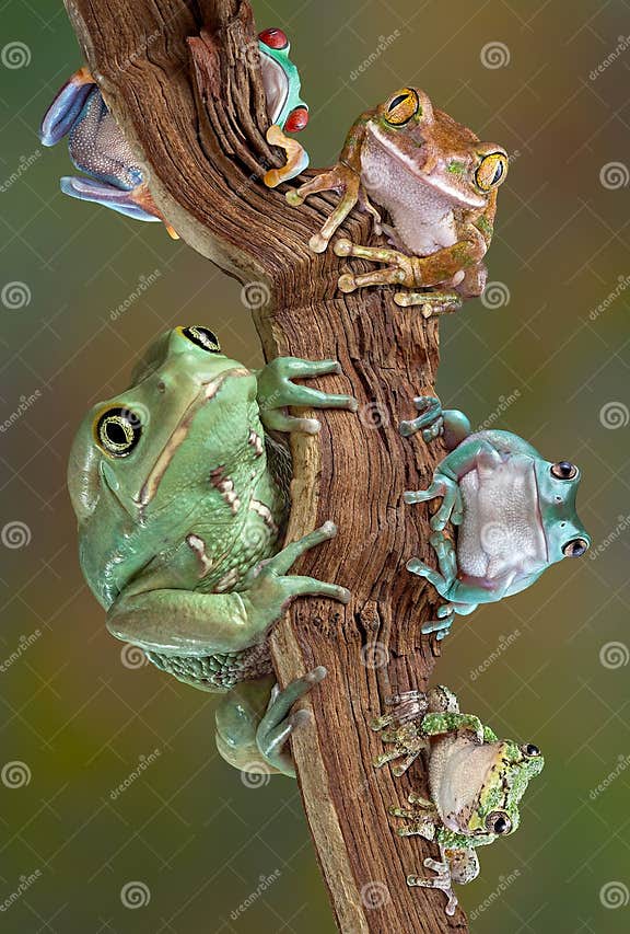 Froggies on a branch stock photo. Image of tree, webfoot - 29071918