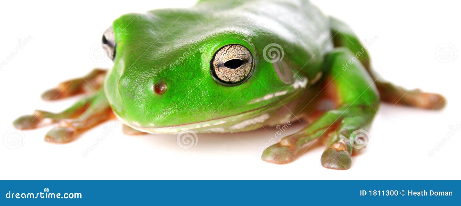 Froggy stock photo. Image of wildlife, focus, creature - 1811300