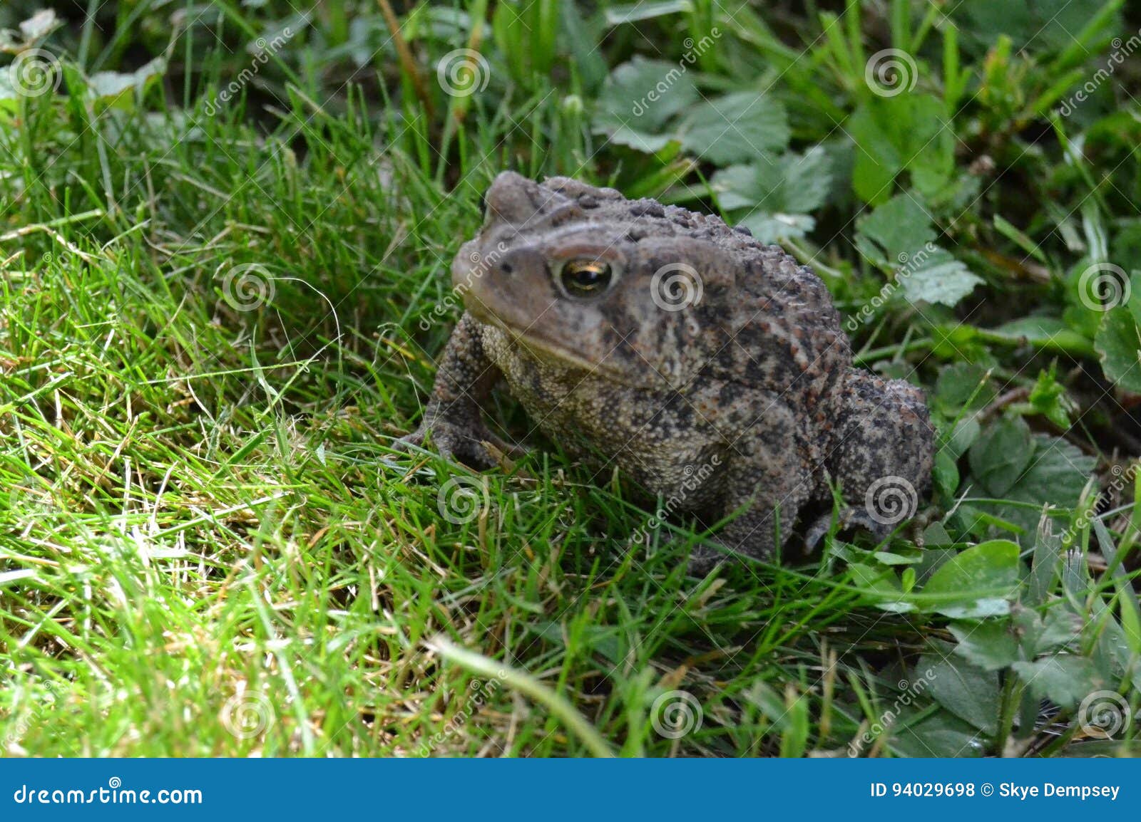 Froggy stock photo. Image of leap, frog, froggy, beginning - 94029698