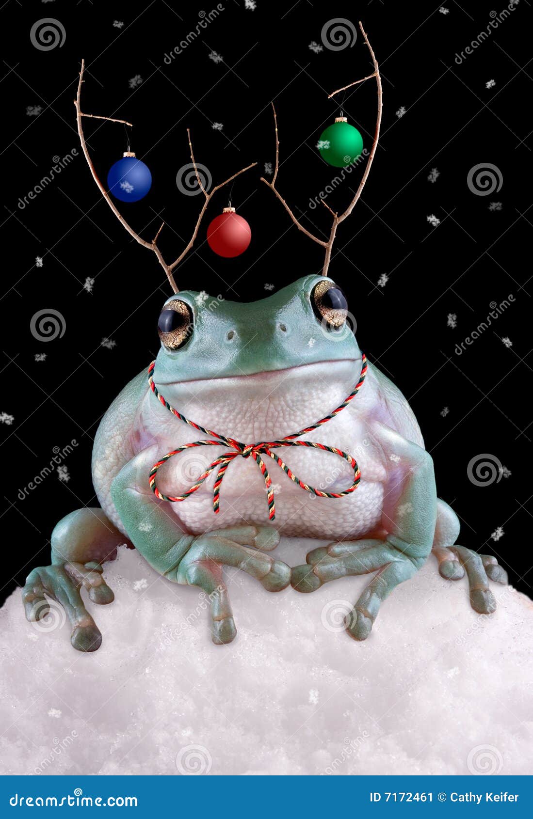 Froggy Reindeer stock image. Image of snowing, tree, winter - 7172461