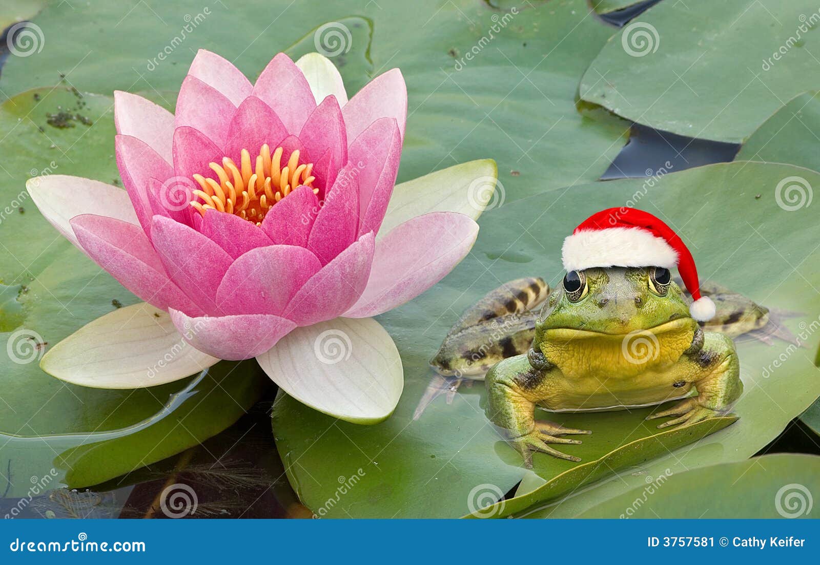 Froggy Santa stock image. Image of lily, wildlife, bullfrog - 3757581