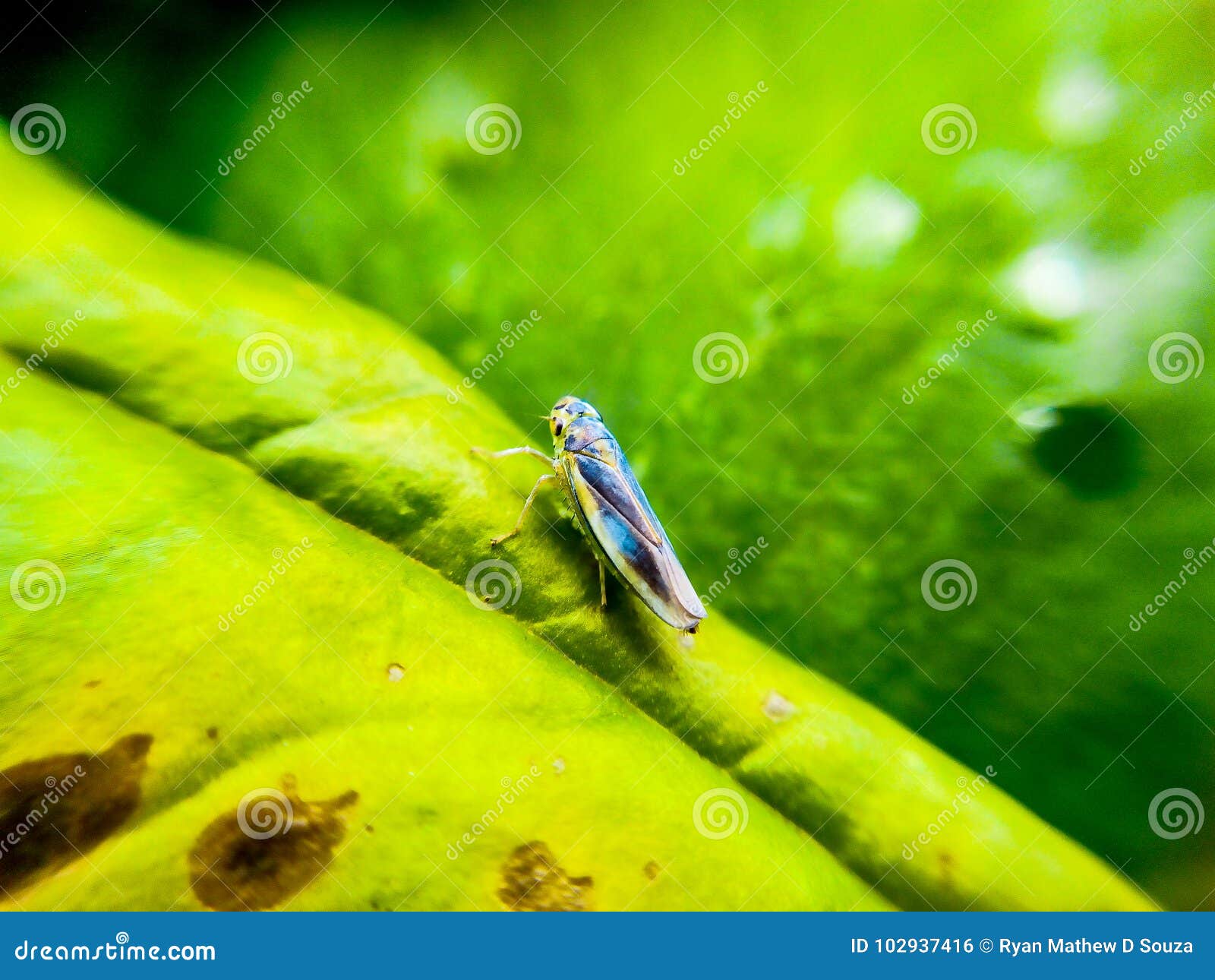 Froghopper arkivfoto. Bild av köpare, grön, löv, litet - 102937416