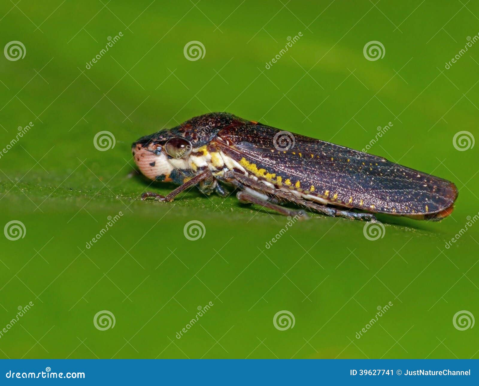 Froghopper on Green Leaf stock image. Image of froghopper - 39627741
