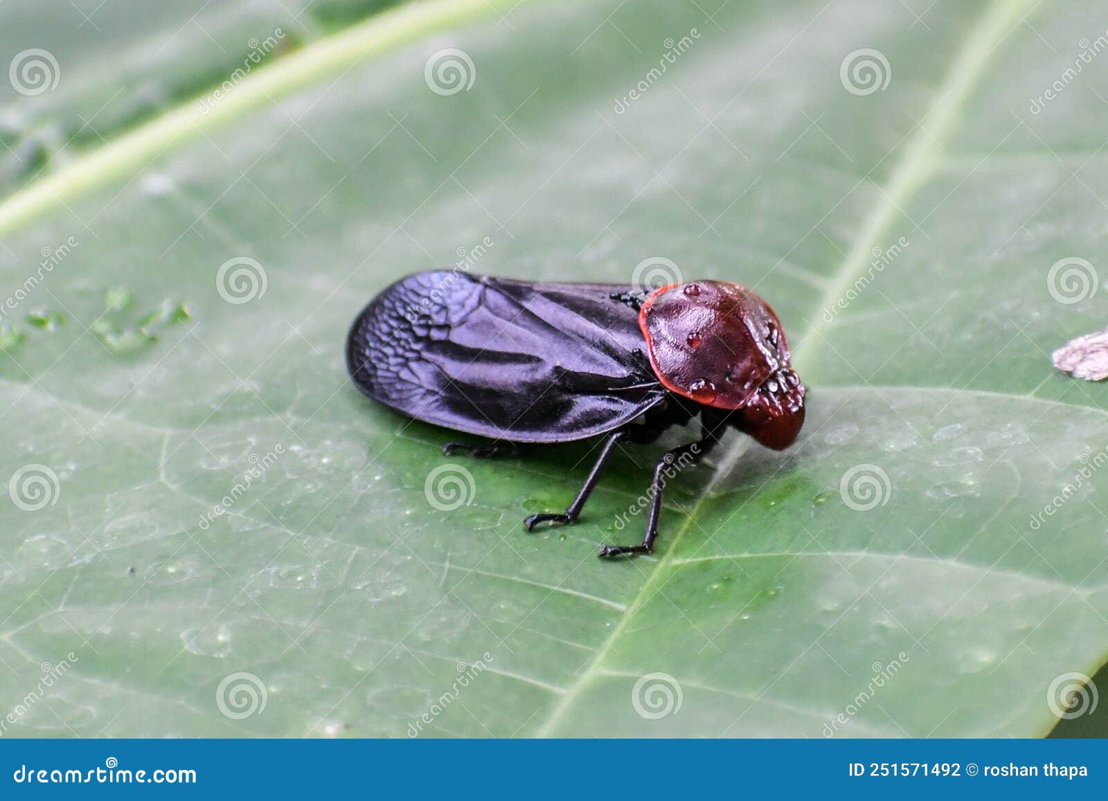 Froghopper & X28;Leptataspis Sp., Cercopidae& X29; Stock Photo - Image ...