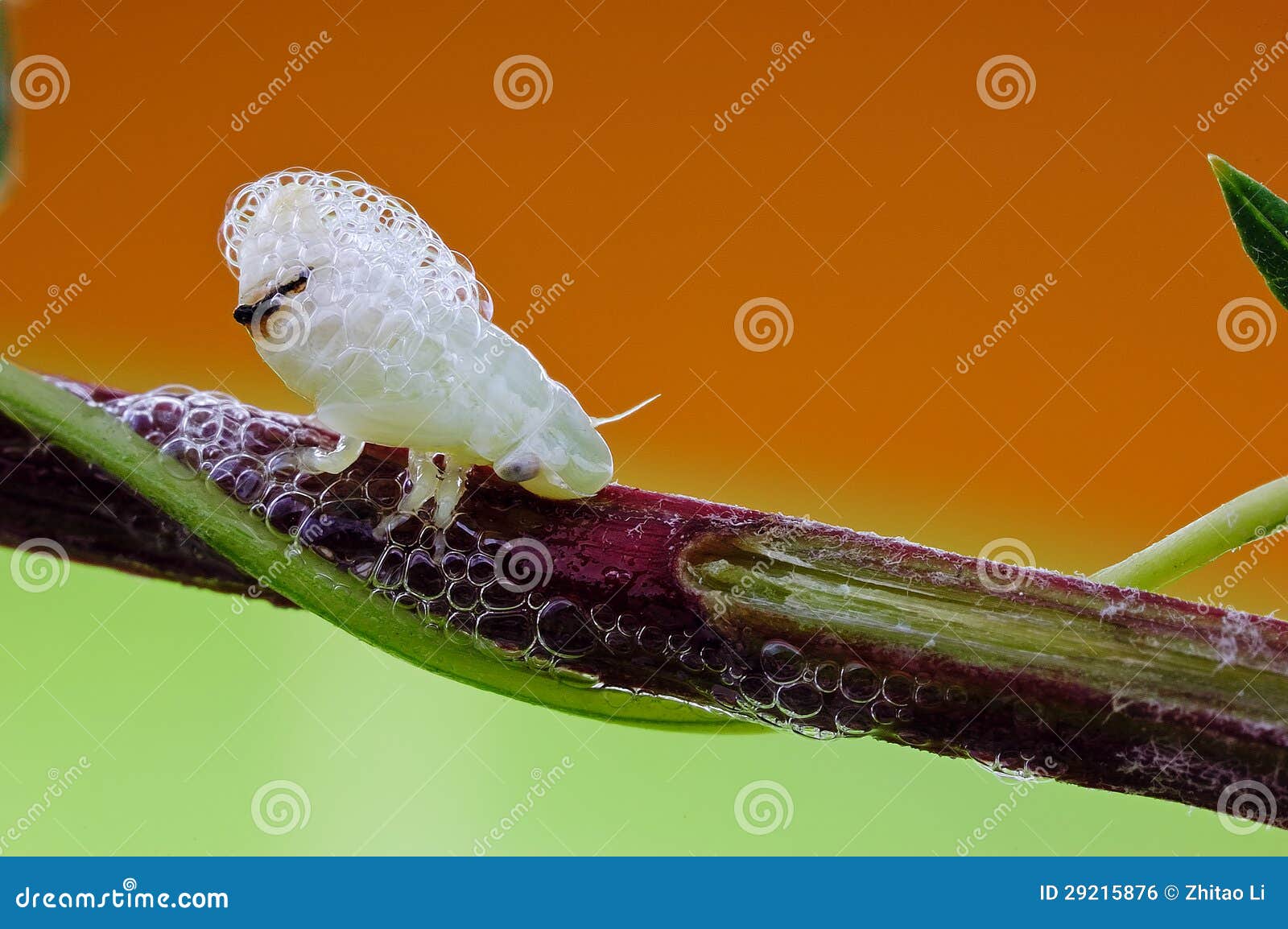 Froghopper or Spittlebug stock photo. Image of cuckoo - 29215876