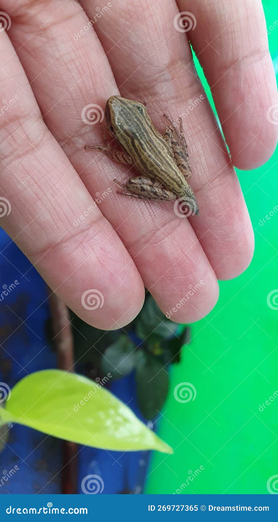 Froglet of marsh frog stock image. Image of reptile - 269727365