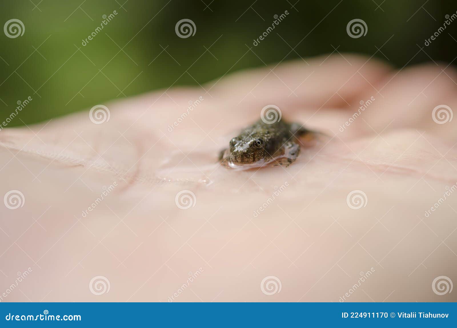 Froglet or Young Common Frog on Hand Stock Photo - Image of hand, anura ...