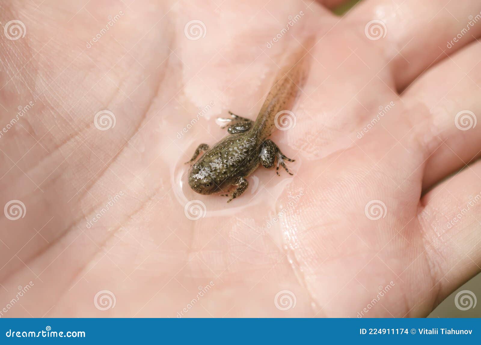 Froglet or Young Common Frog on Hand Stock Photo - Image of wildlife ...