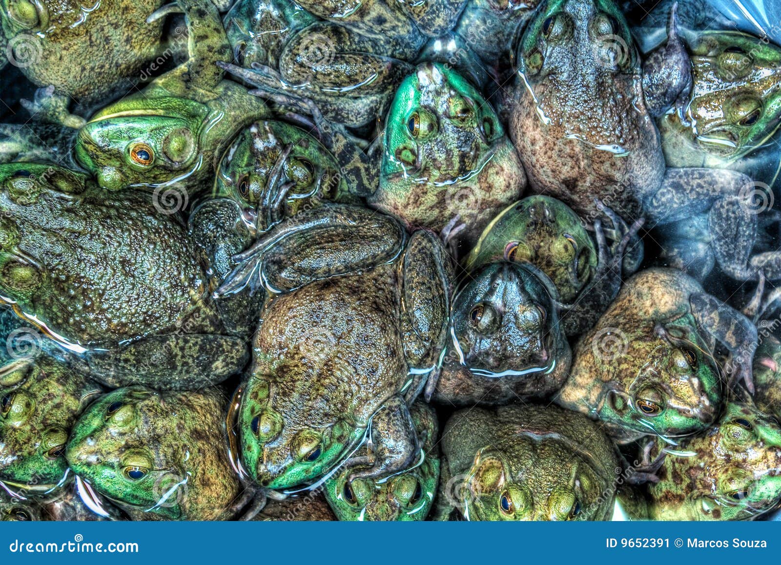 Frogs stock image. Image of disgusting, green, toad, reptile - 9652391