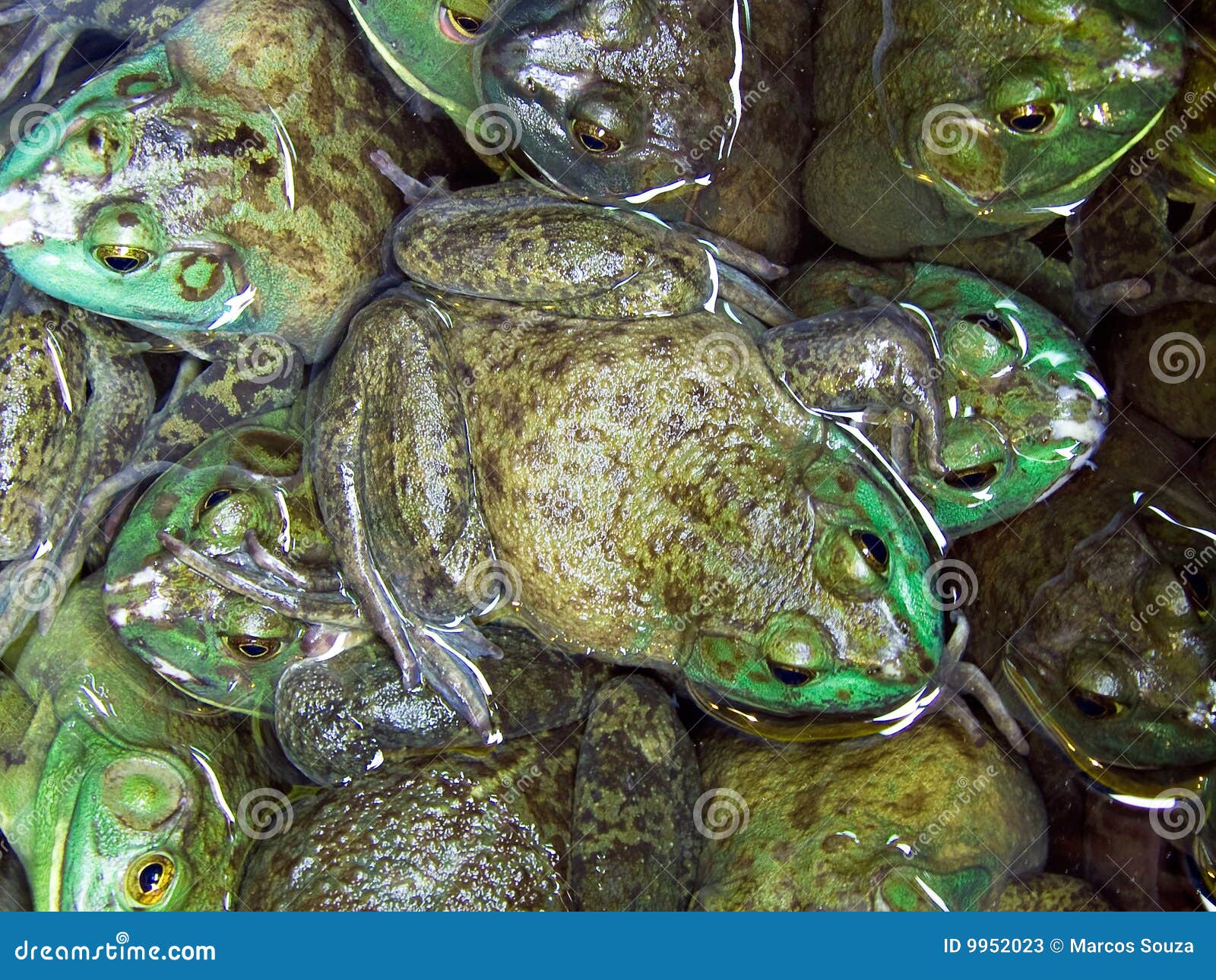 Frogs stock image. Image of nature, amphibian, toad, animal - 9952023