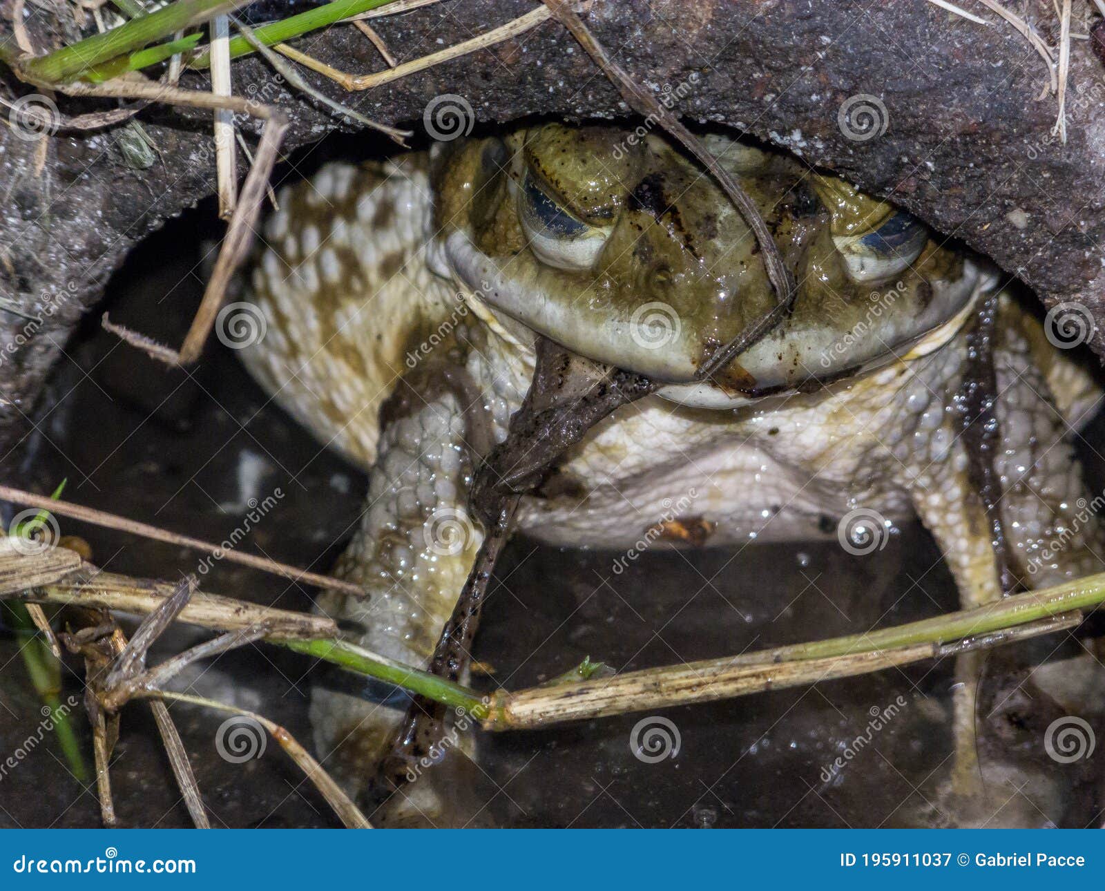 Toad Changing His Skin, Summer Stock Image - Image of endangered ...