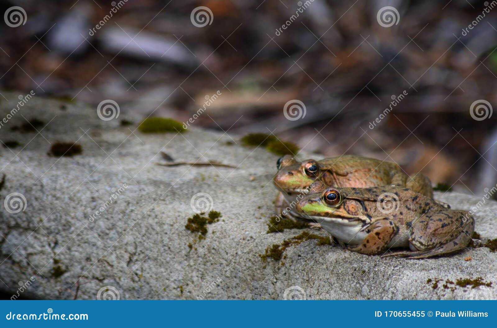 Frogs basking in the sun stock image. Image of side - 170655455
