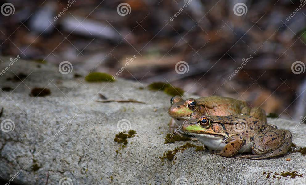 Frogs basking in the sun stock image. Image of side - 170655455