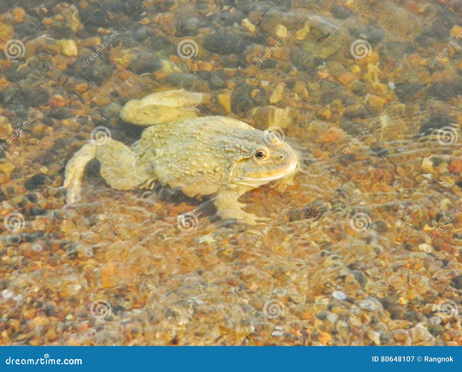 Frogs stock image. Image of bang, phra, frogs, reservoir - 80648107