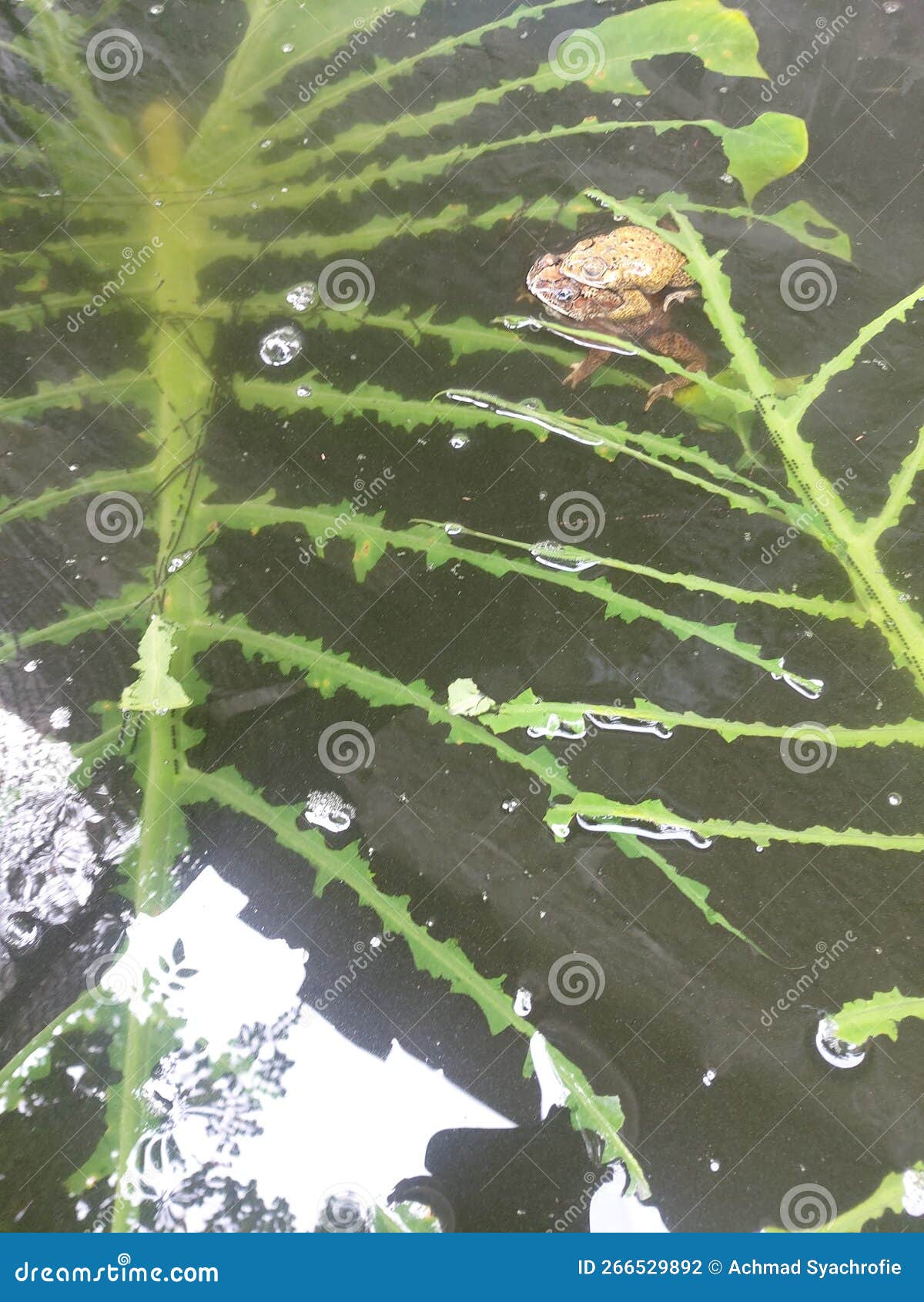 Frogs are breeding stock photo. Image of breeding, livestock - 266529892