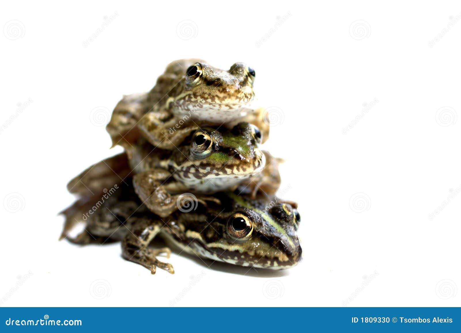 Frogs Brothers Picture. Image: 1809330